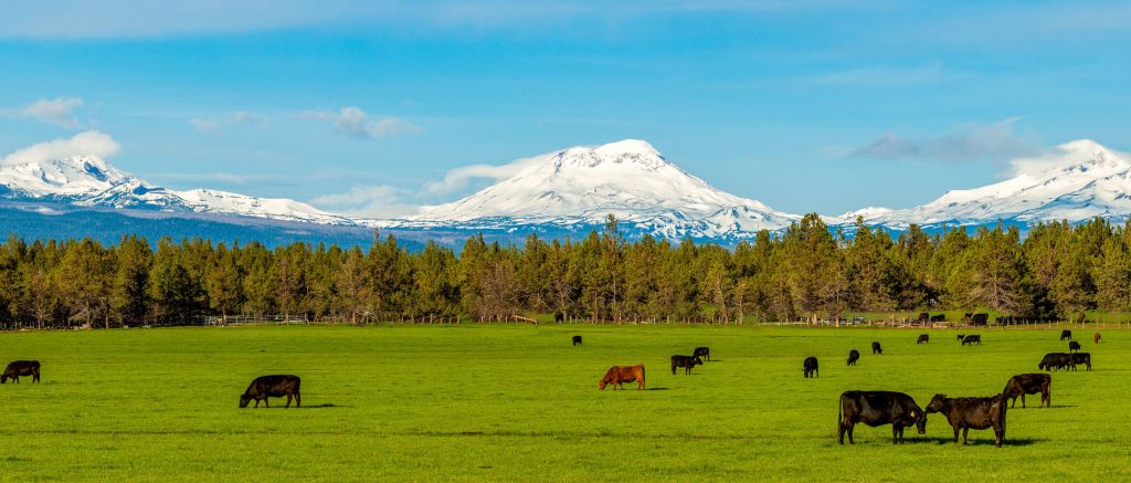 About - Premier Global Beef